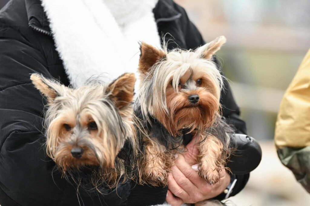 How Long Do Yorkshire Terriers Live? A Comprehensive Guide to Their ...