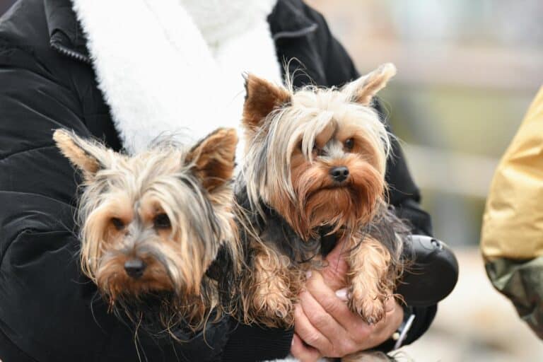 How Long Do Yorkshire Terriers Live? A Comprehensive Guide to Their ...
