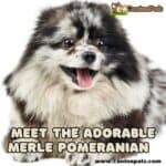 Merle Pomeranian Dogs: Breed Facts and History - Canine Pals
