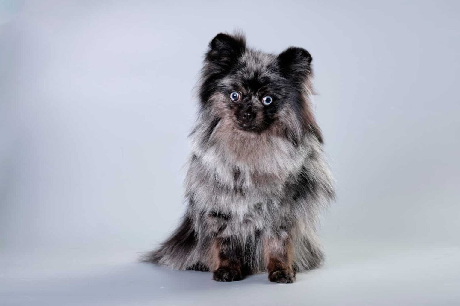 Merle Pomeranian Dogs: Breed Facts and History - Canine Pals