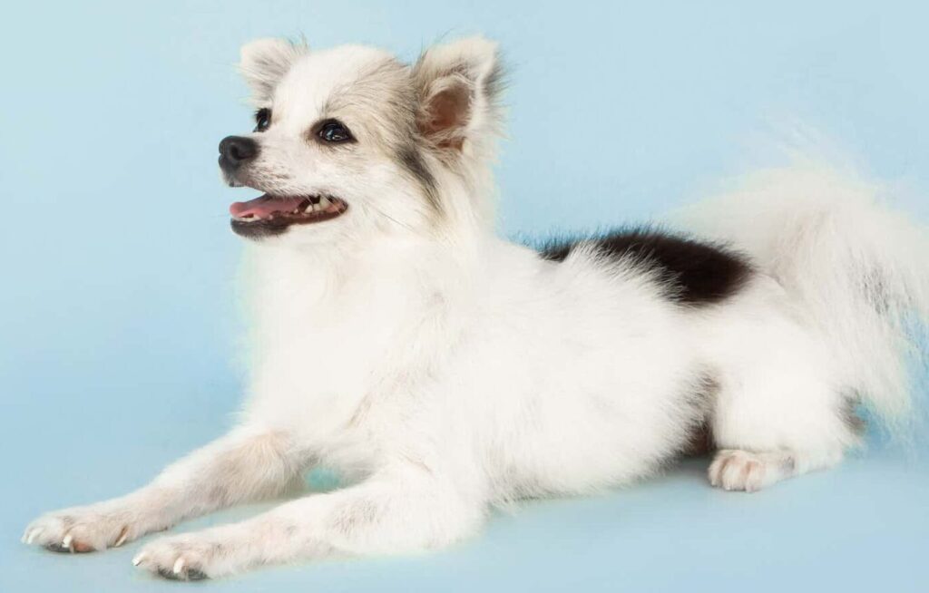 Parti Pomeranian: The Adorable Two-Toned Pup You Need in Your Life ...