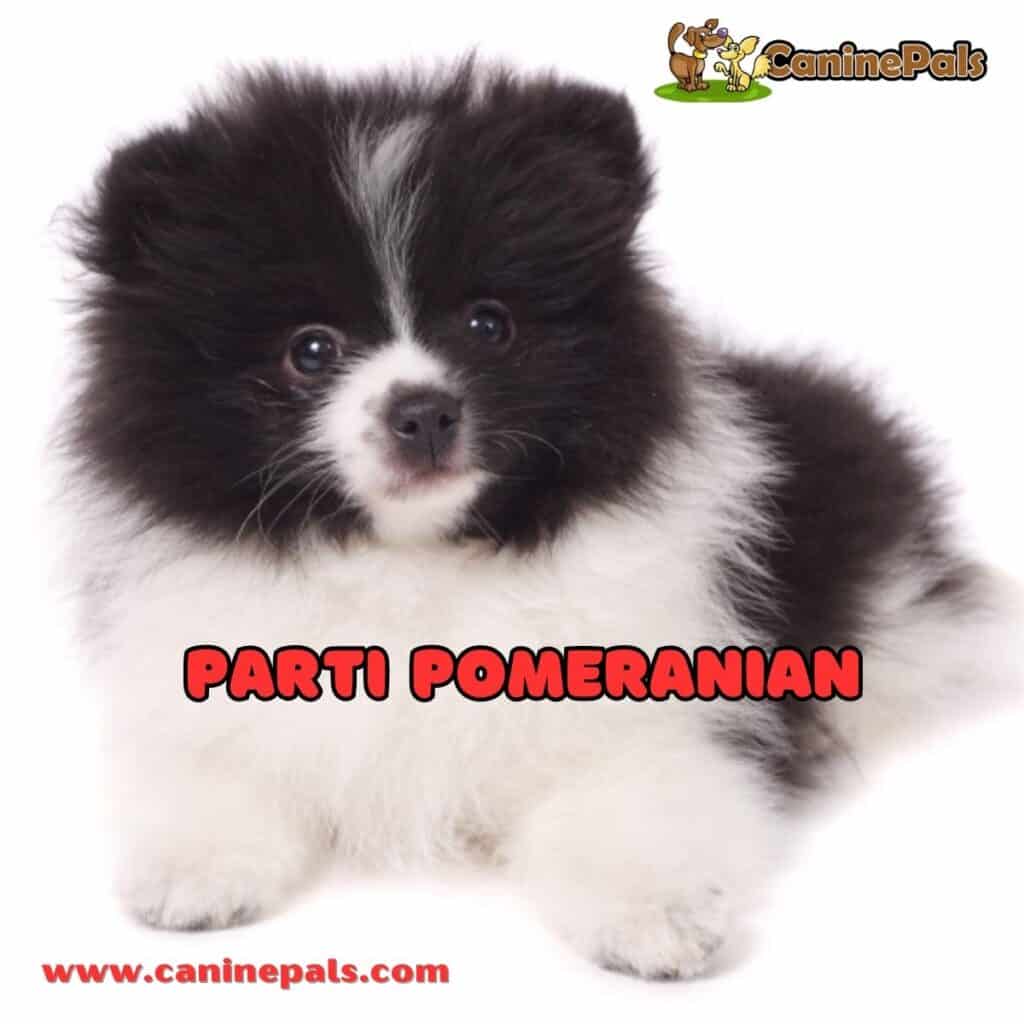 Parti Pomeranian: The Adorable Two-Toned Pup You Need in Your Life ...