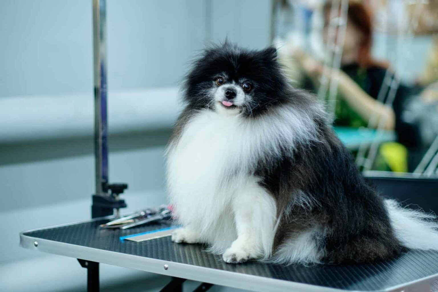 Parti Pomeranian: The Adorable Two-Toned Pup You Need in Your Life ...