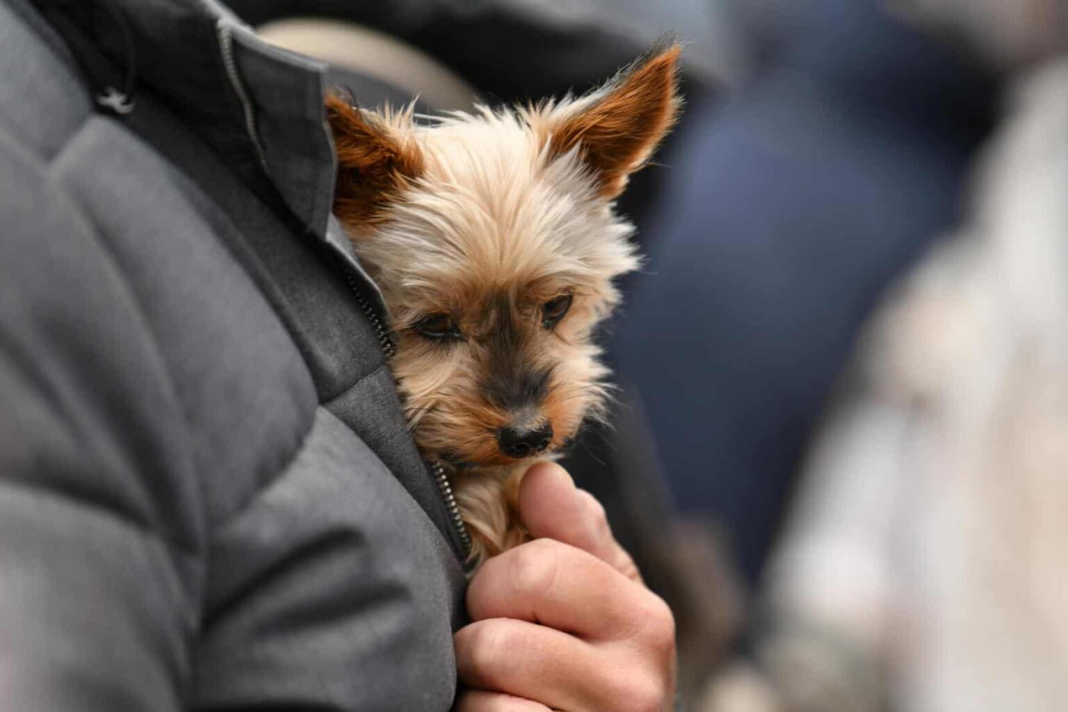 How Long Do Yorkshire Terriers Live? A Comprehensive Guide to Their ...