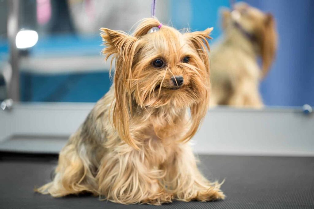 Are Yorkies Smart? A Look at Their Intelligence Levels - Canine Pals
