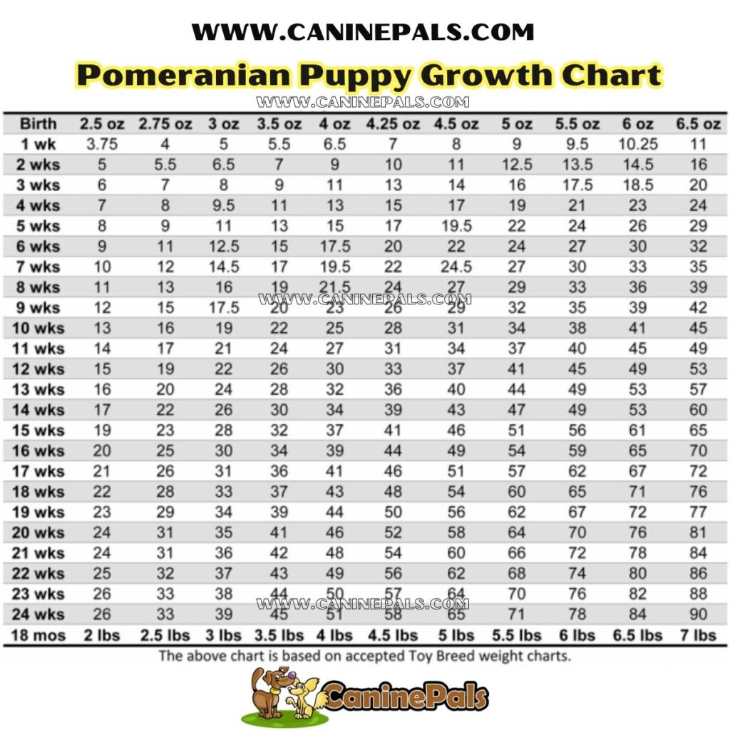 Pomeranian Growth Stages & Weight: A Comprehensive Guide - Canine Pals