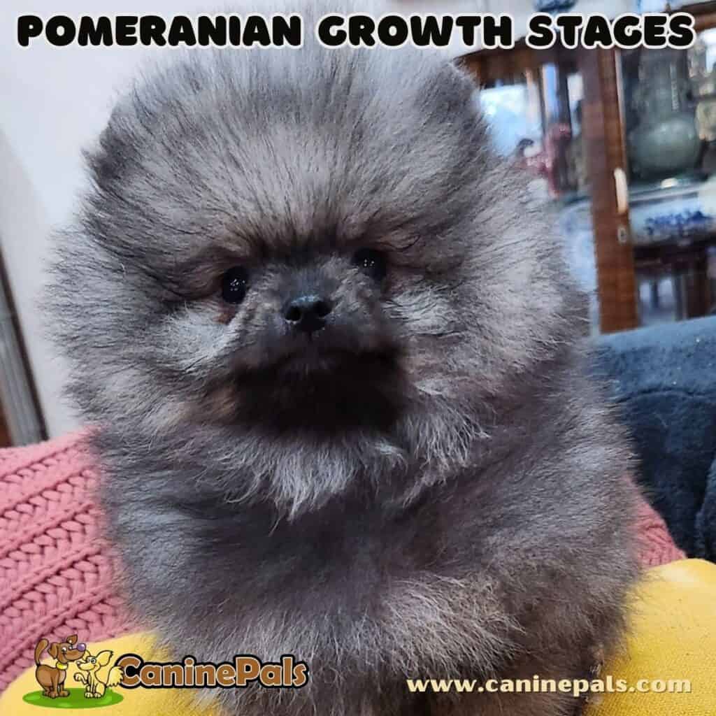 Pomeranian Growth Stages & Weight: A Comprehensive Guide - Canine Pals