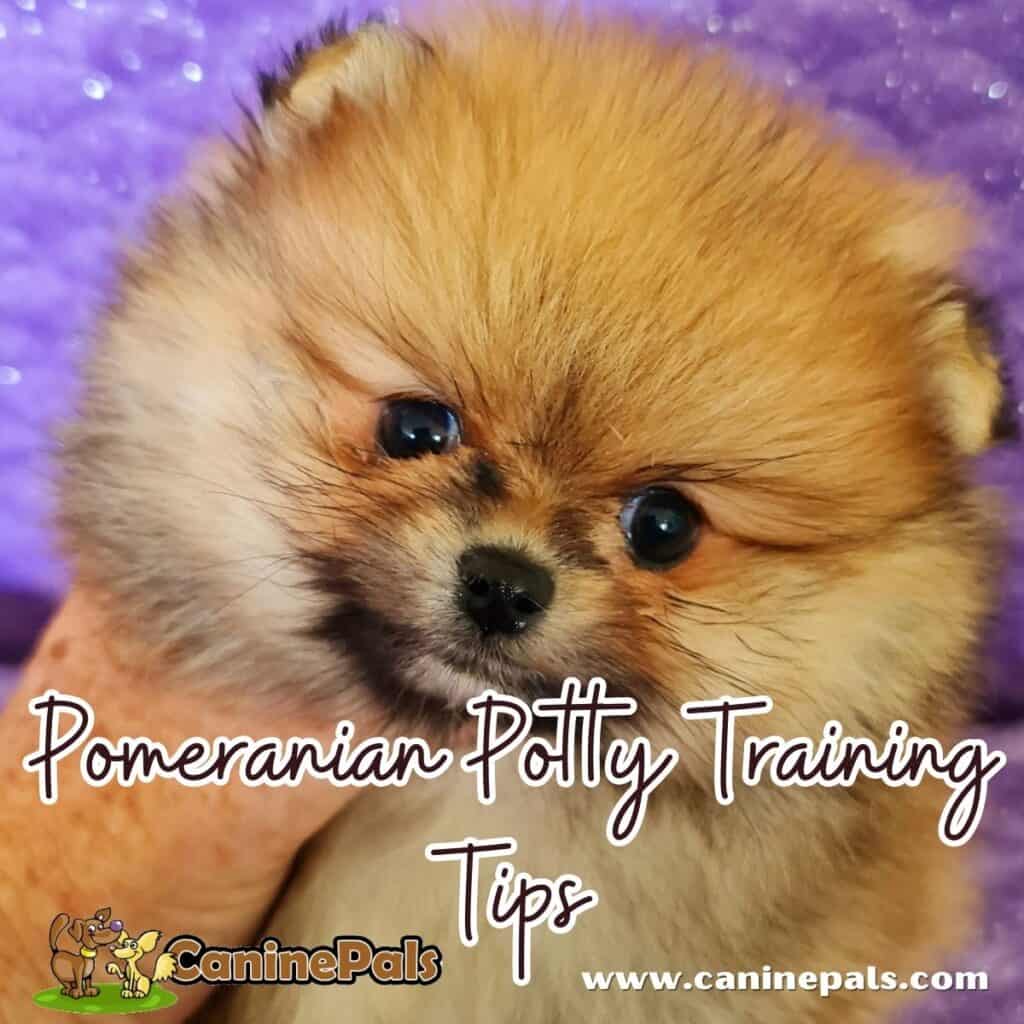All the Pomeranian Potty Training Tips Owners Must Know - Canine Pals