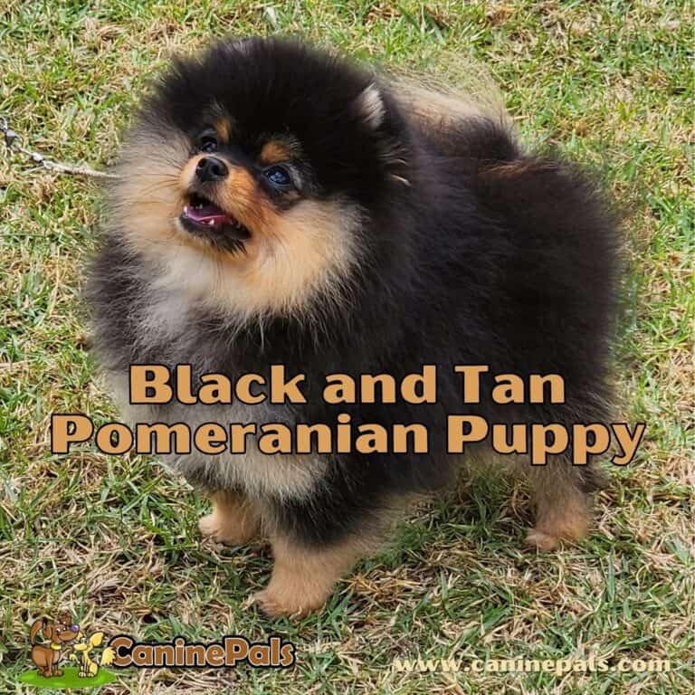 Comprehensive Guide to the Black and Tan Pomeranian Dog - Canine Pals