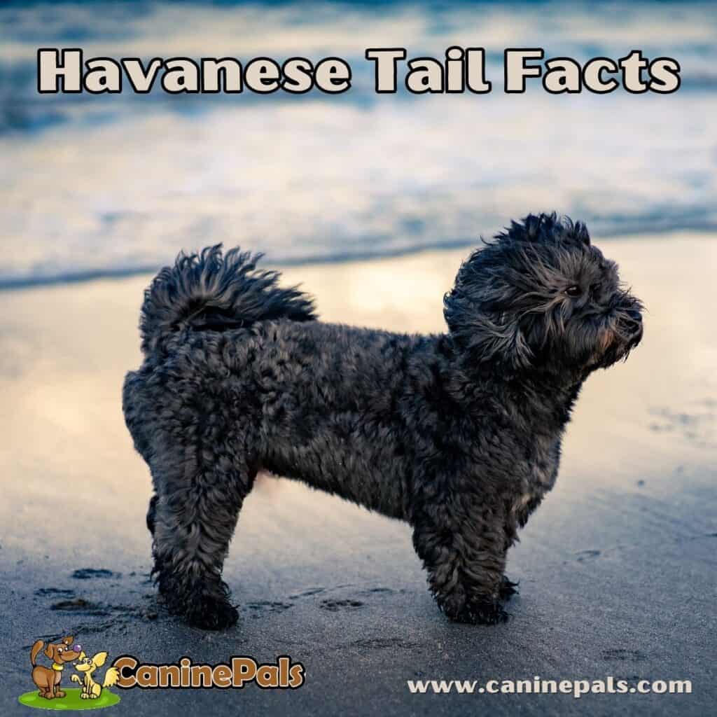 The Unique Charm of the Havanese Tail: A Deep Dive - Canine Pals