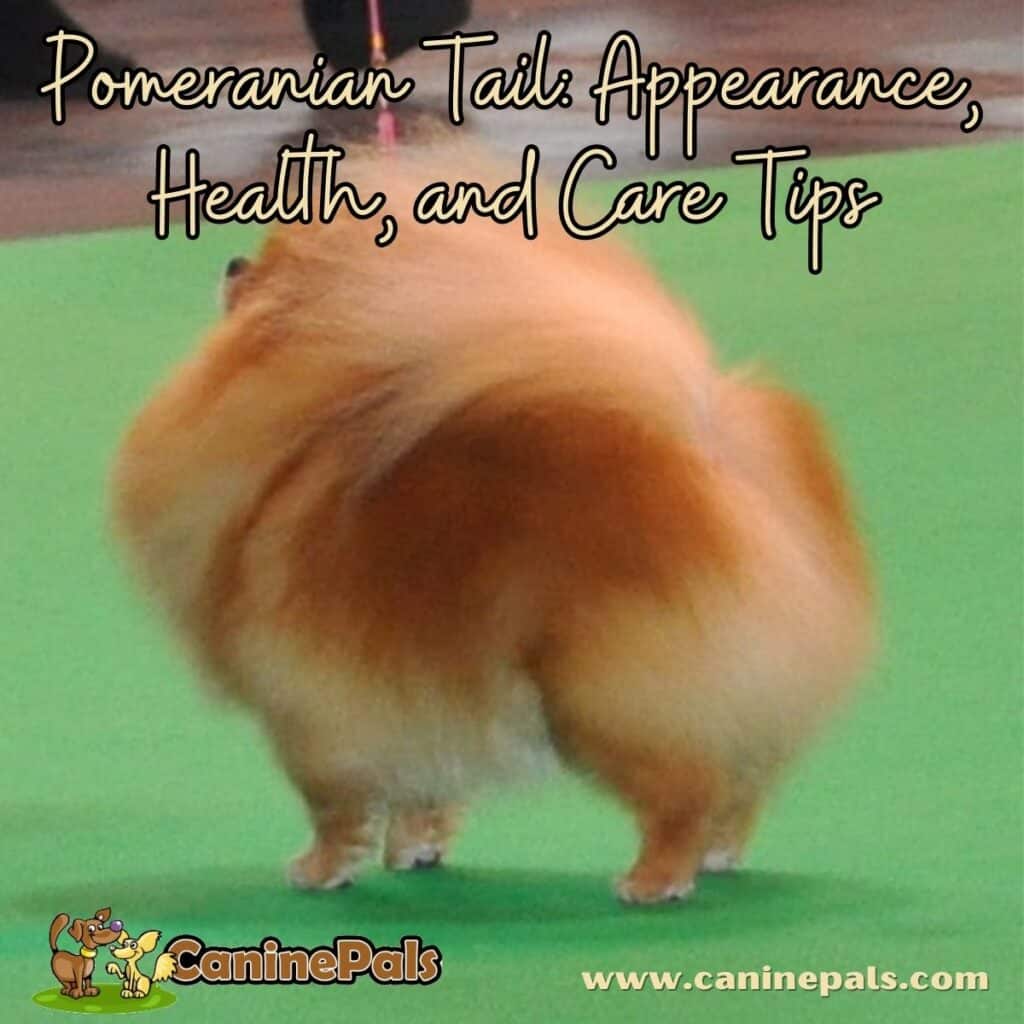 Pomeranian Tails: Pom Tail Appearance, Health, and Breed Care Tips ...