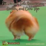 Pomeranian Tails: Pom Tail Appearance, Health, and Breed Care Tips ...