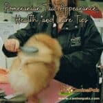 Pomeranian Tails: Pom Tail Appearance, Health, and Breed Care Tips ...