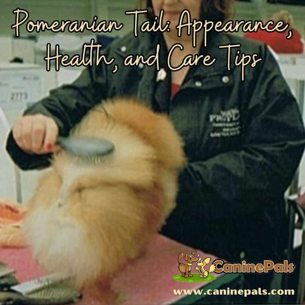 Pomeranian Tails: Pom Tail Appearance, Health, and Breed Care Tips ...