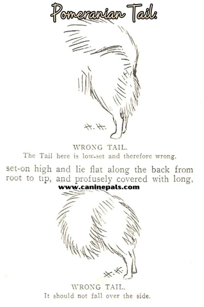 Pomeranian Tails: Pom Tail Appearance, Health, and Breed Care Tips ...