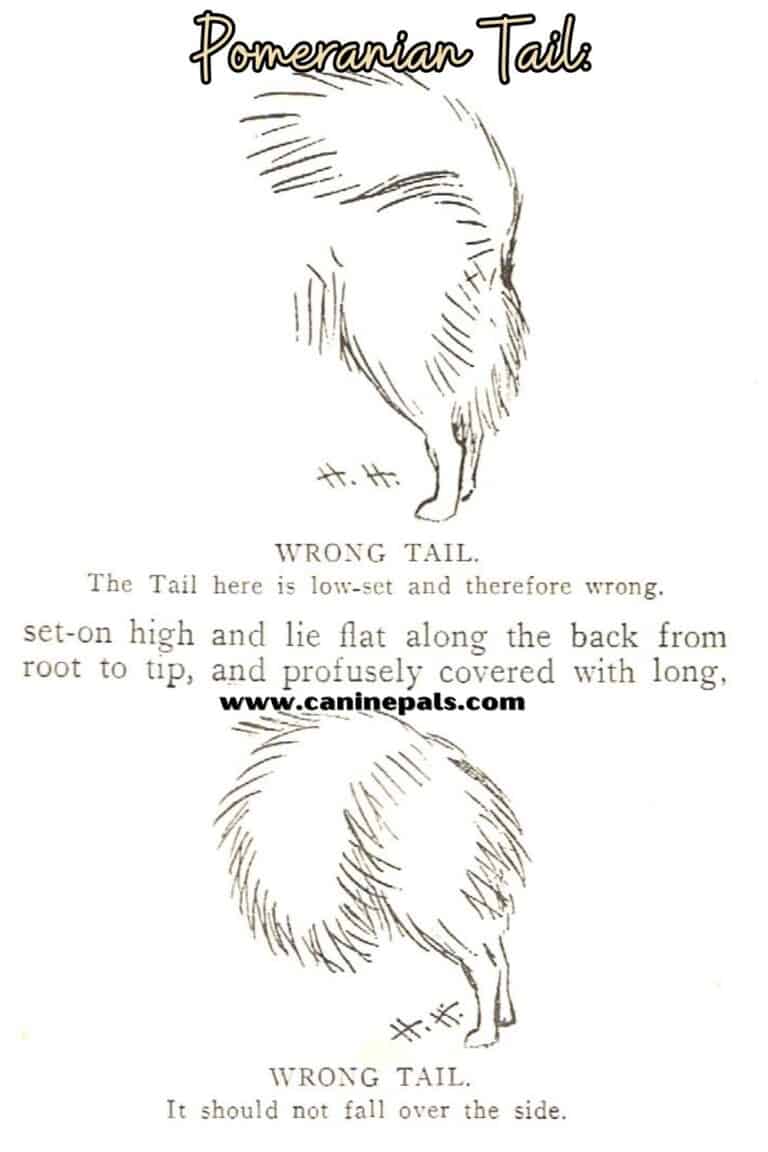 Pomeranian Tails: Pom Tail Appearance, Health, and Breed Care Tips ...