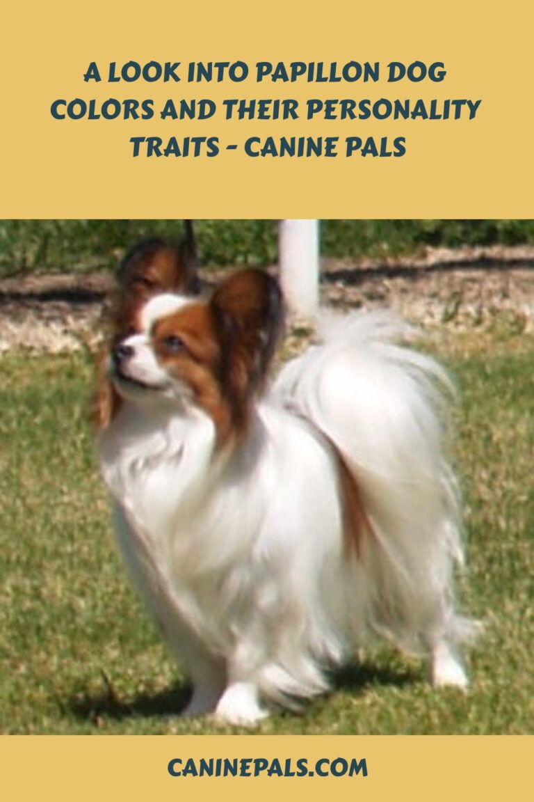 A Look into Papillon Dog Colors and Their Personality Traits - Canine Pals