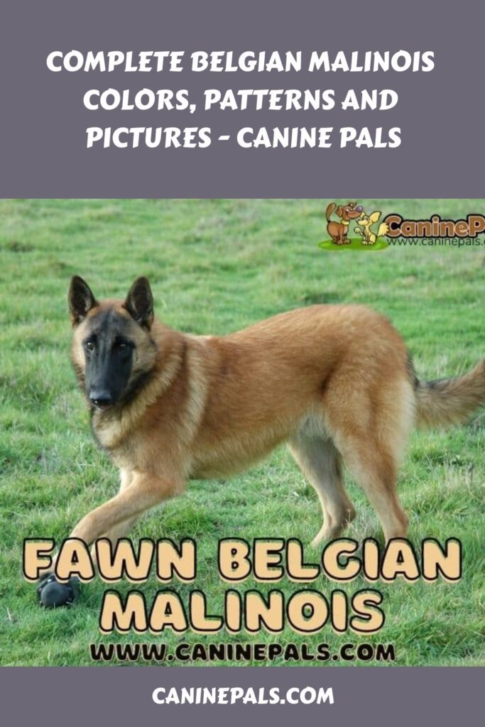 Complete Belgian Malinois Colors, Patterns and Pictures - Canine Pals